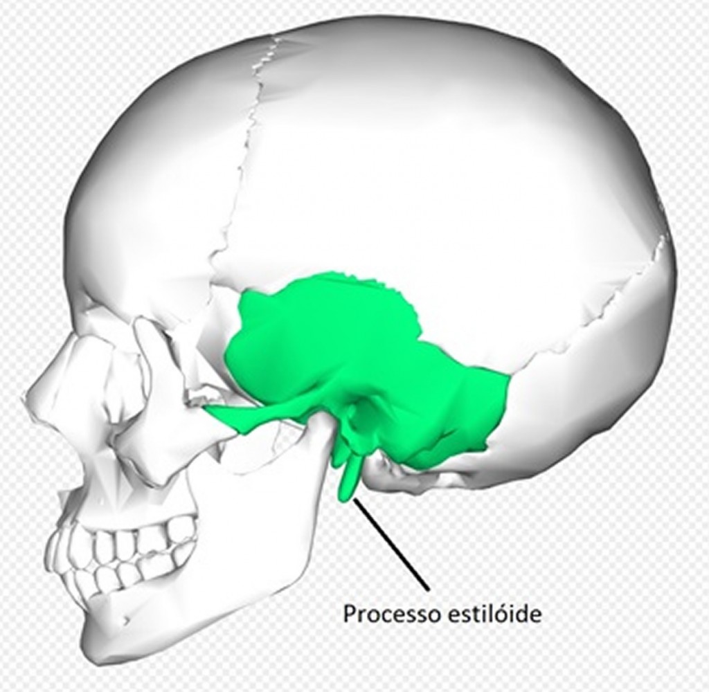 Etimologia #2: Processo estiloide – Anatomia & Fisioterapia