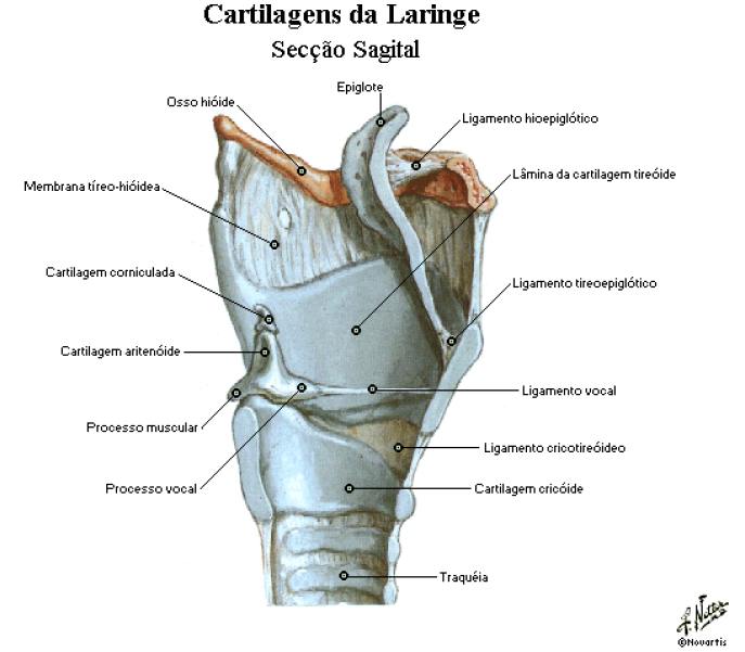 7. Laringe – Anatomia & Fisioterapia