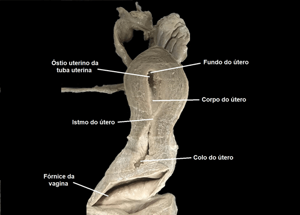 10. Sistema Reprodutor Feminino – Anatomia & Fisioterapia