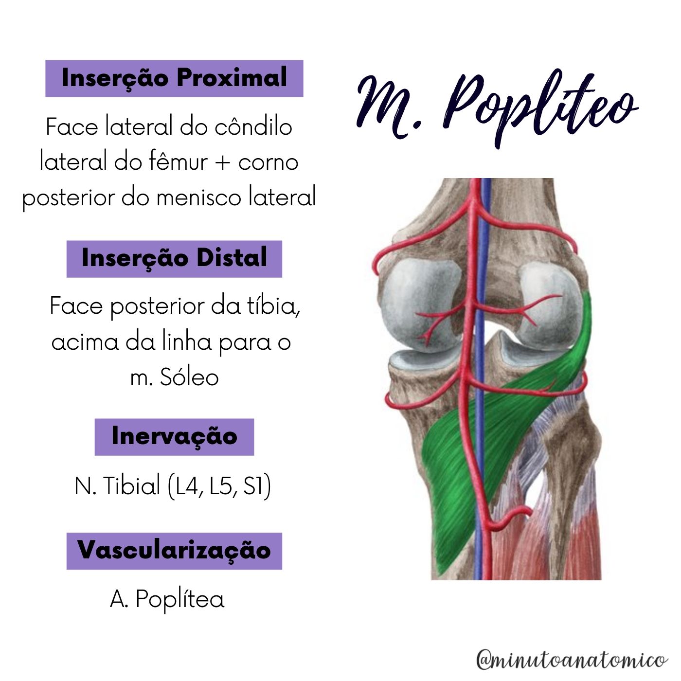 Esqueceram de mim #1: músculo poplíteo – Anatomia & Fisioterapia