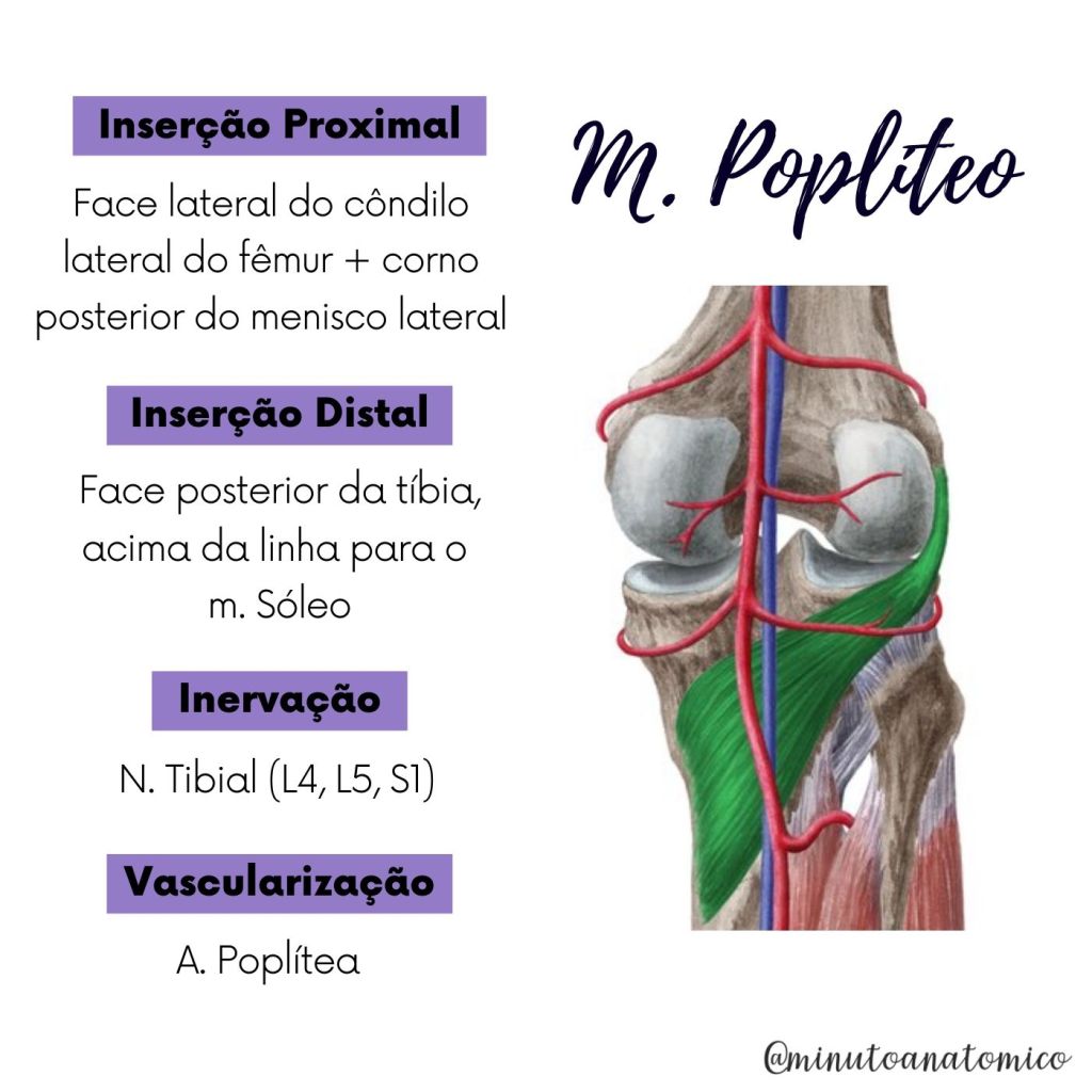Anatomía Del Músculo Poplíteo