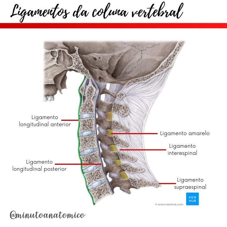 Minuto anatômico #9: Ligamentos da coluna vertebral – Anatomia ...