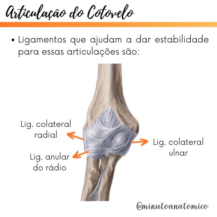 Minuto Anatômico #11: Articulação do cotovelo – Anatomia & Fisioterapia