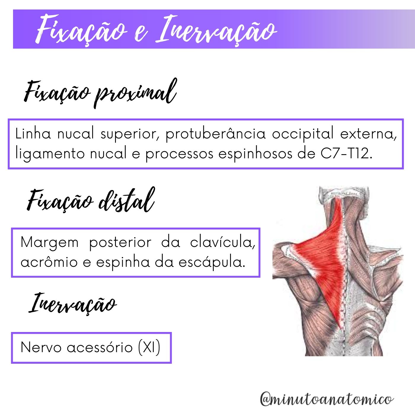 Minuto anatômico #14: Trapézio – Anatomia & Fisioterapia