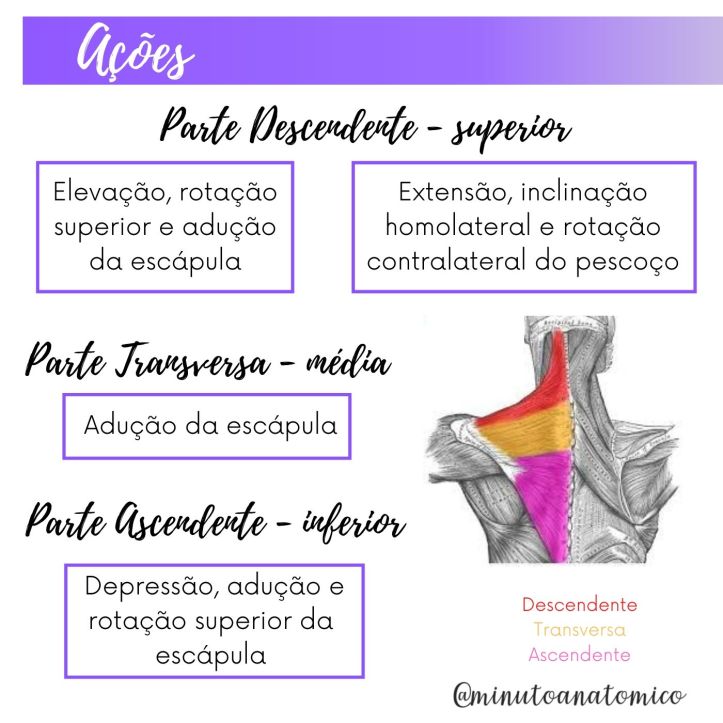 Minuto anatômico #14: Trapézio – Anatomia & Fisioterapia