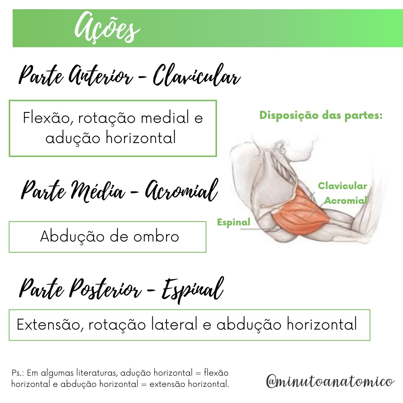 Minuto Anatômico #25: Deltoide – Anatomia & Fisioterapia
