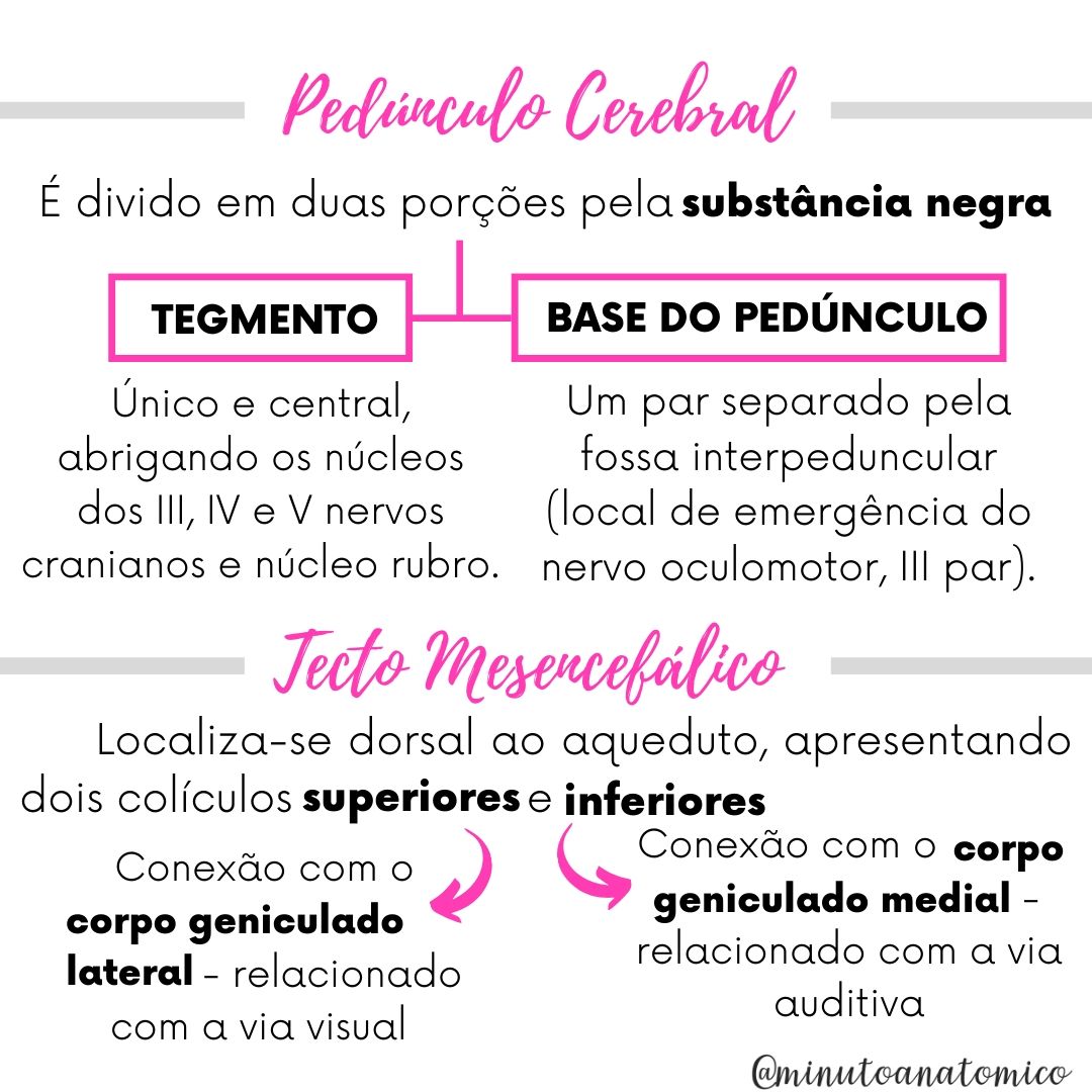 Minuto Anatômico #16: Mesencéfalo – Anatomia & Fisioterapia