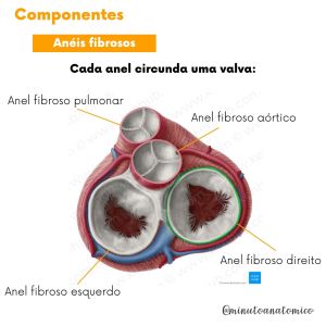 Esqueceram de mim #2: Esqueleto fibroso do coração – Anatomia ...