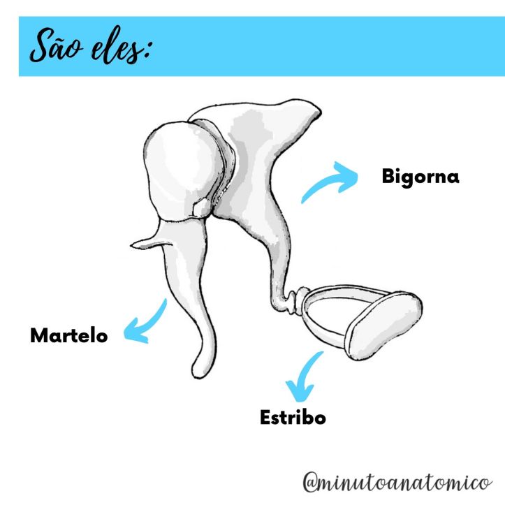 Minuto Anatômico #20: Ossículos da Audição – Anatomia & Fisioterapia