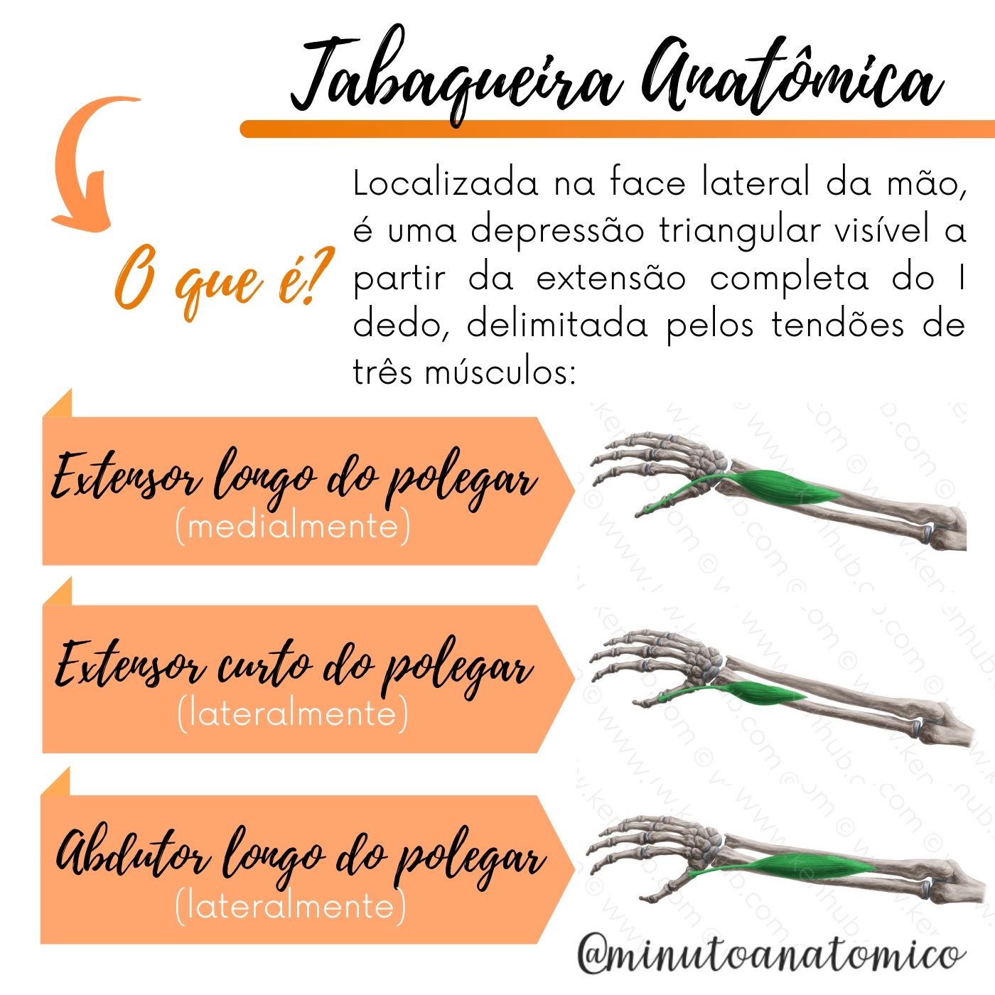 Minuto Anatômico #22: Tabaqueira Anatômica – Anatomia & Fisioterapia