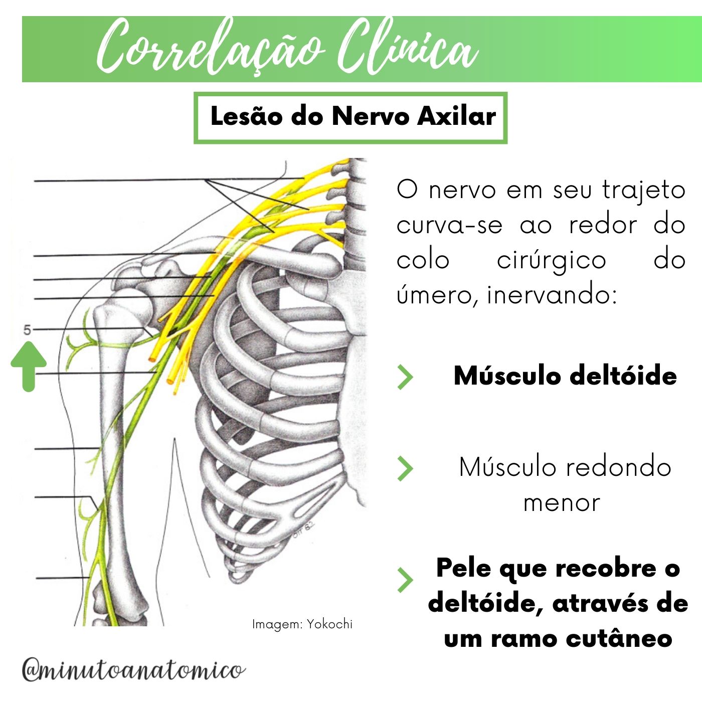 Minuto Anatômico #25: Deltoide – Anatomia & Fisioterapia