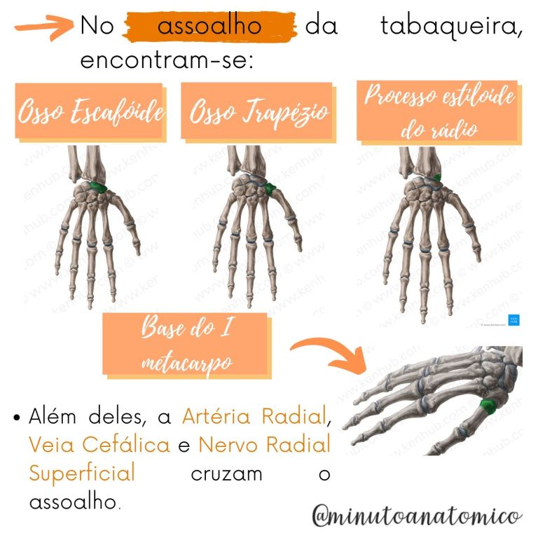 Minuto Anatômico #22: Tabaqueira Anatômica – Anatomia & Fisioterapia