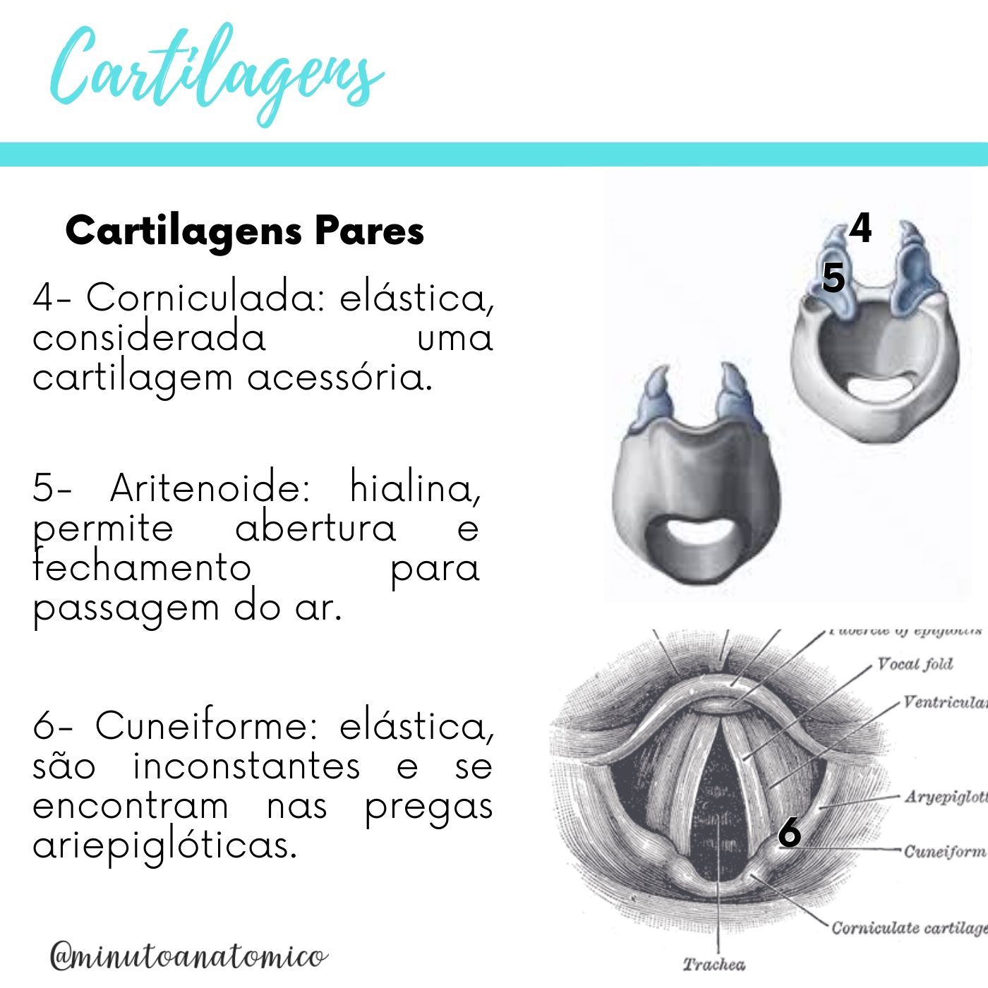 Minuto Anatômico #18: Laringe – Anatomia & Fisioterapia