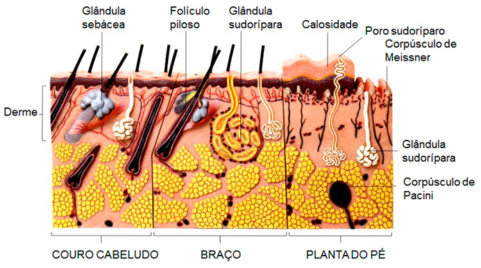 13. Sistema Tegumentar – Anatomia & Fisioterapia