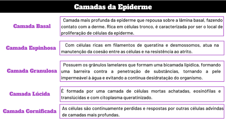 13. Sistema Tegumentar – Anatomia & Fisioterapia