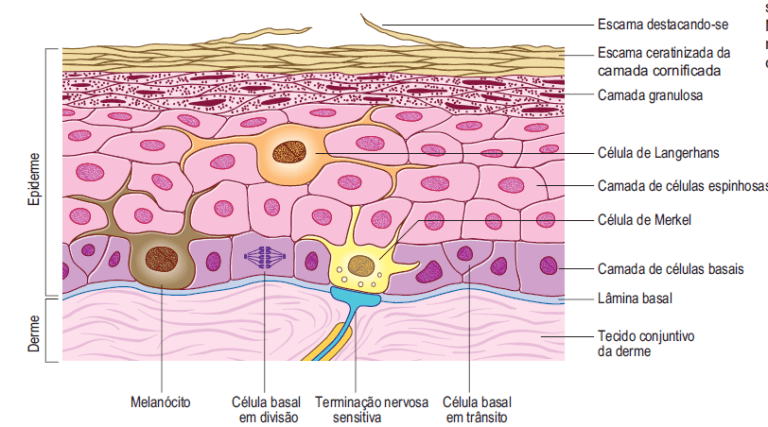 13. Sistema Tegumentar – Anatomia & Fisioterapia