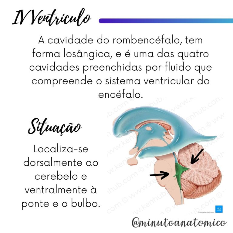 Minuto Anatômico #32: IV ventrículo – Anatomia & Fisioterapia