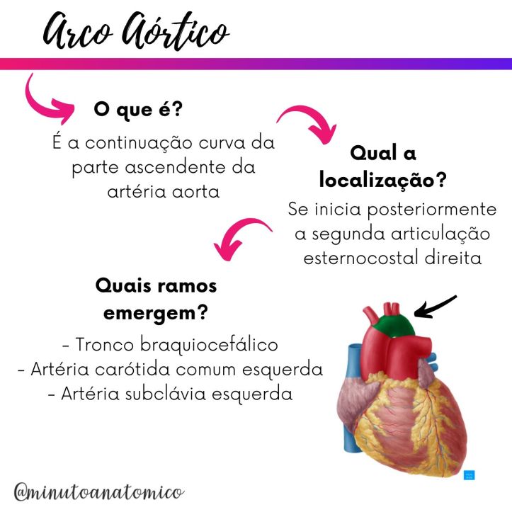 Minuto Anatômico #26: Arco aórtico – Anatomia & Fisioterapia