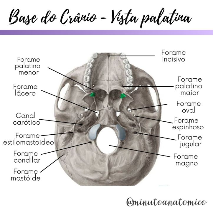 Minuto Anatômico #27: Forames do Crânio – Anatomia & Fisioterapia