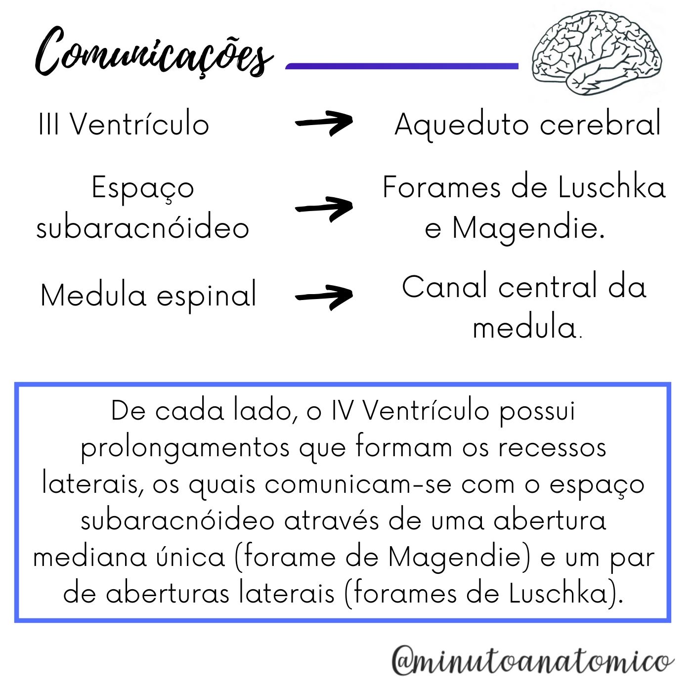Minuto Anatômico #32: IV ventrículo – Anatomia & Fisioterapia