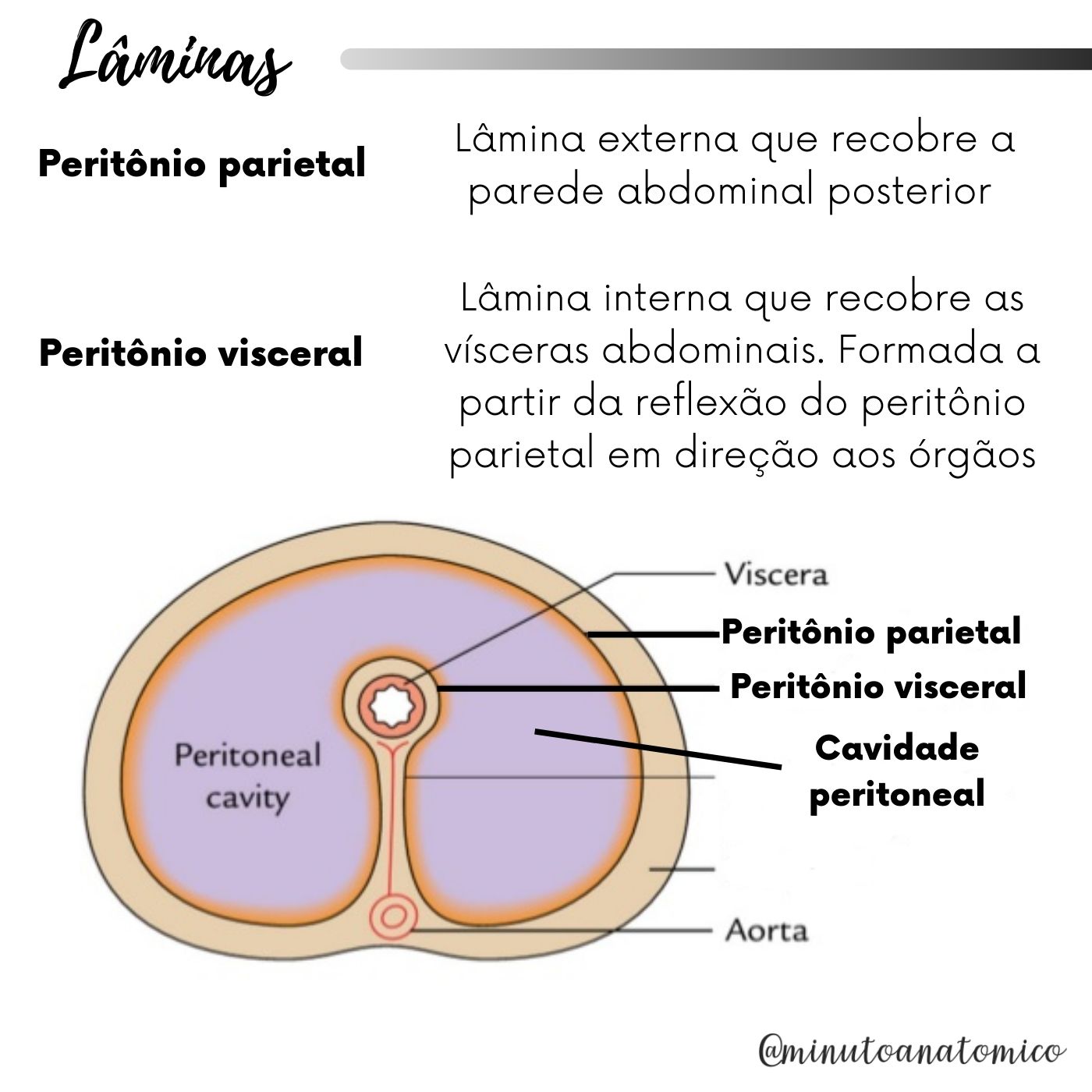 Esqueceram de mim #3: Peritônio – Anatomia & Fisioterapia