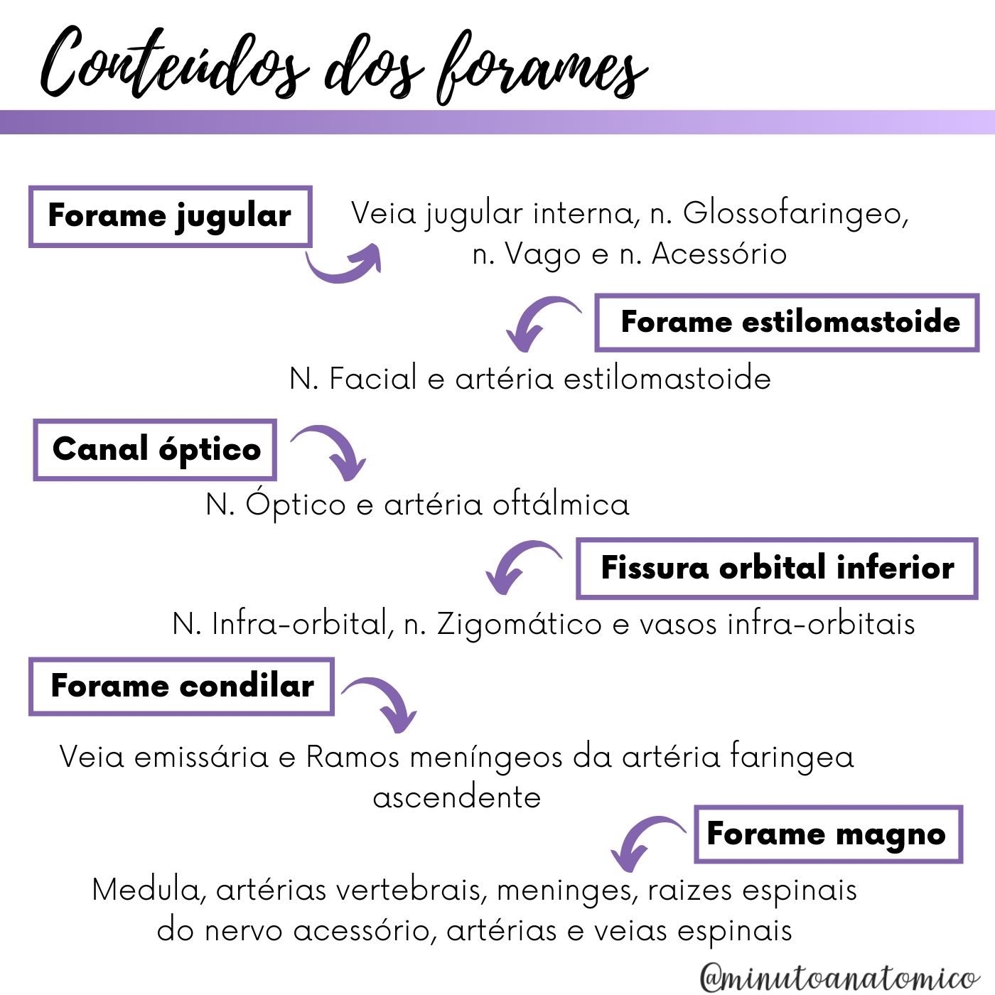Minuto Anatômico #27: Forames do Crânio – Anatomia & Fisioterapia