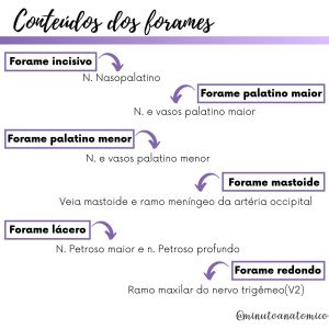 Minuto Anatômico #27: Forames do Crânio – Anatomia & Fisioterapia