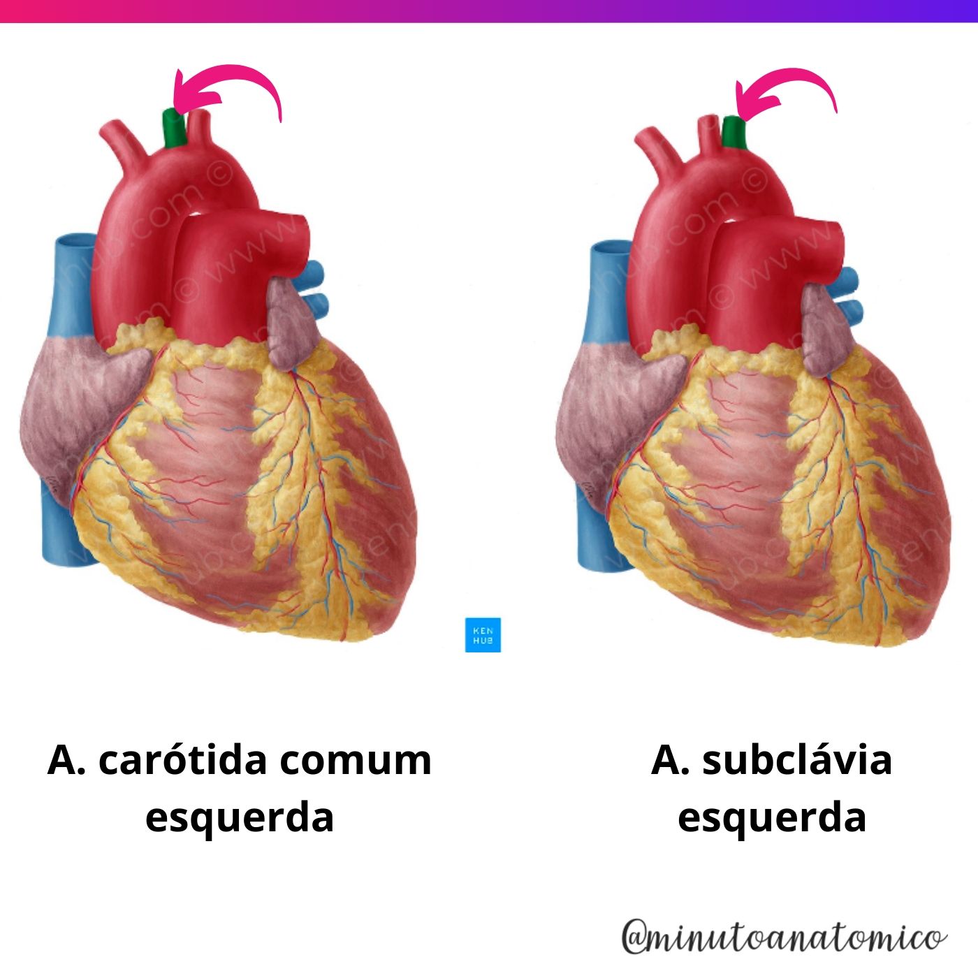 Minuto Anatômico #26: Arco aórtico – Anatomia & Fisioterapia