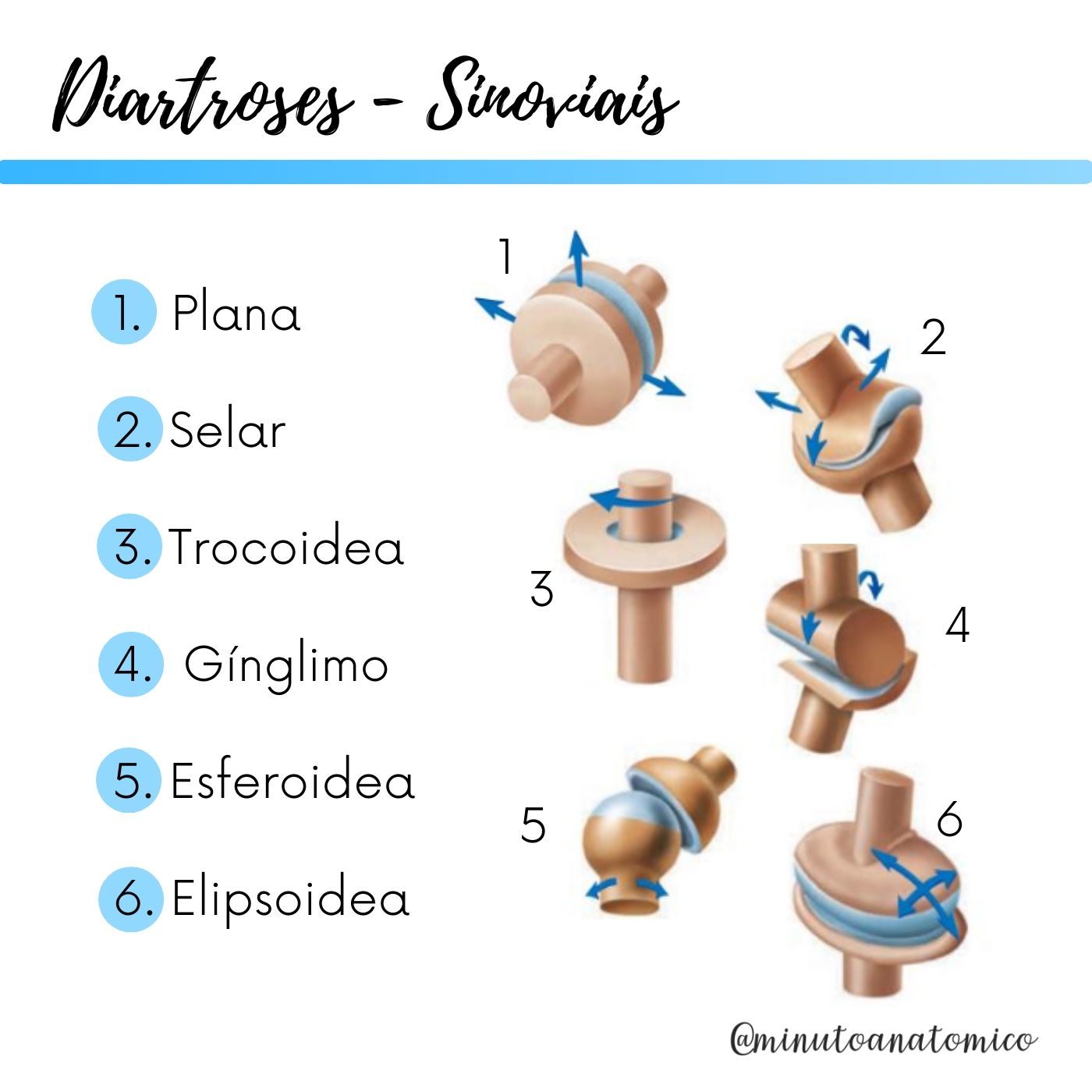 Minuto Anatômico #30: Classificação das articulações – Anatomia ...