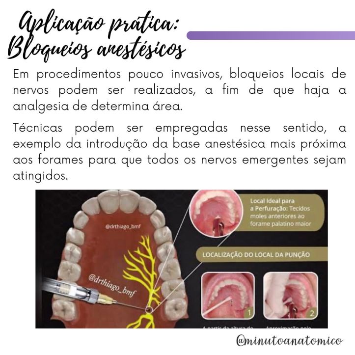 Minuto Anatômico #27: Forames do Crânio – Anatomia & Fisioterapia