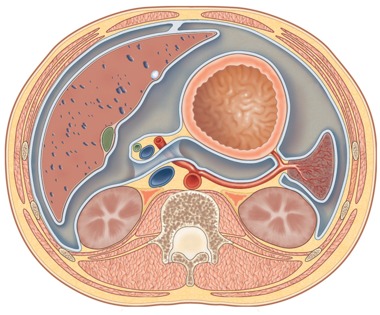 17. Peritônio – Anatomia & Fisioterapia