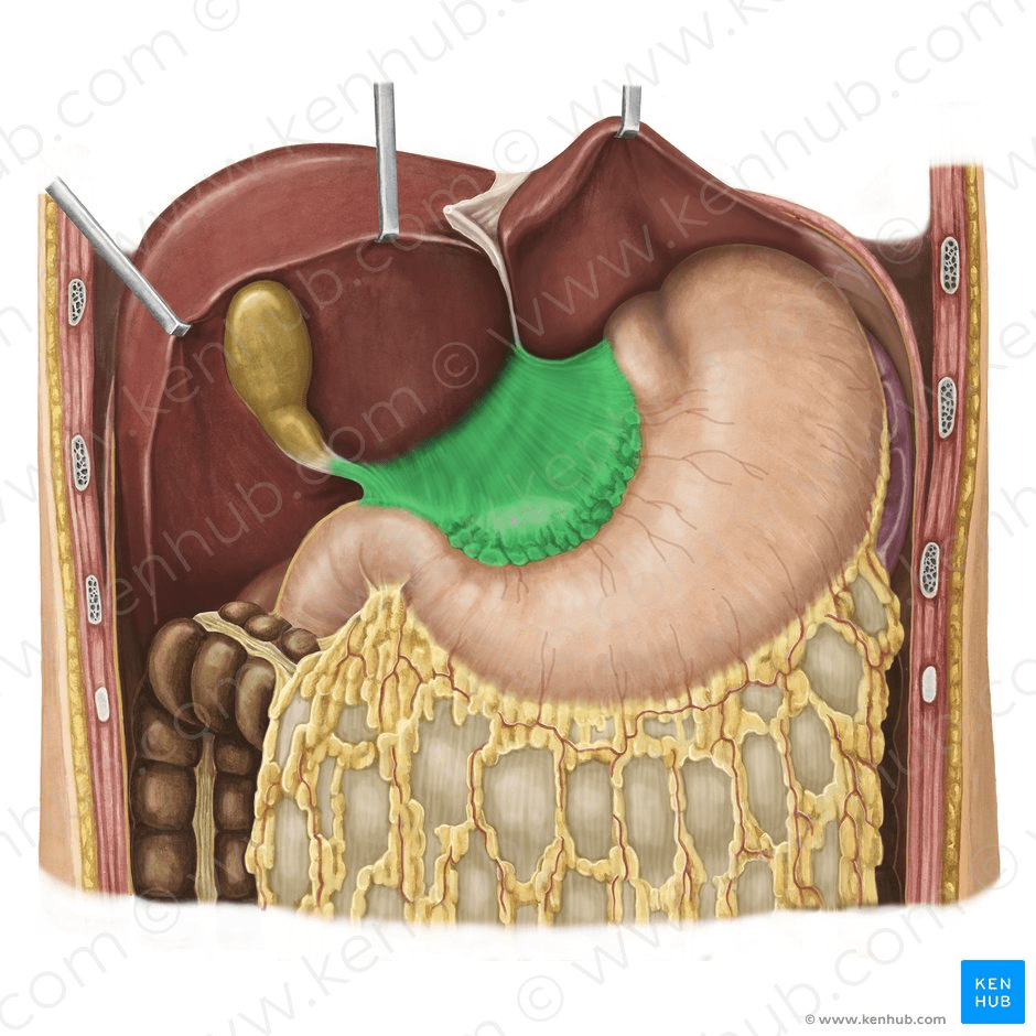 17. Peritônio – Anatomia & Fisioterapia