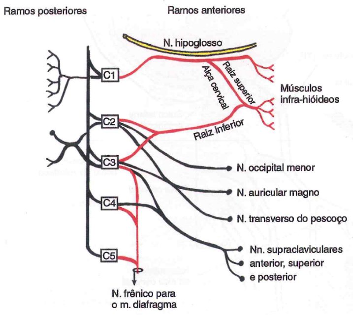 16. Plexo cervical – Anatomia & Fisioterapia