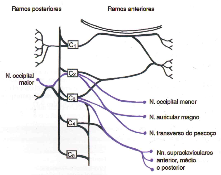 16. Plexo cervical – Anatomia & Fisioterapia