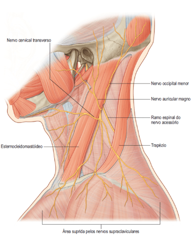 16. Plexo cervical – Anatomia & Fisioterapia