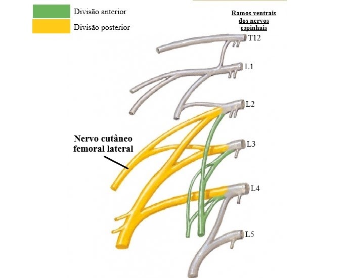 18. Plexo lombossacral – Anatomia & Fisioterapia