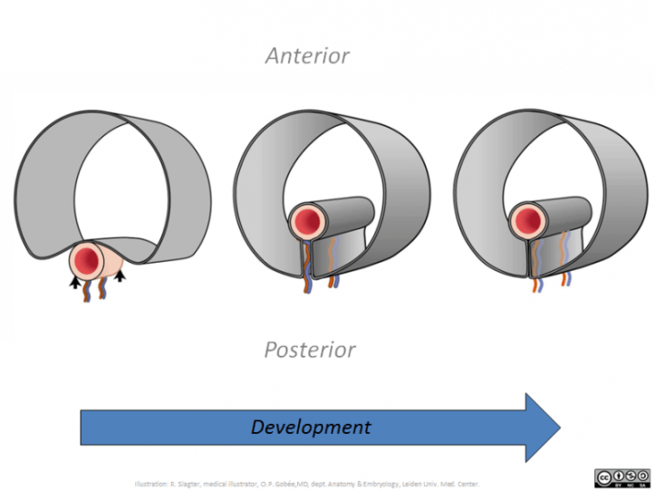 17. Peritônio – Anatomia & Fisioterapia