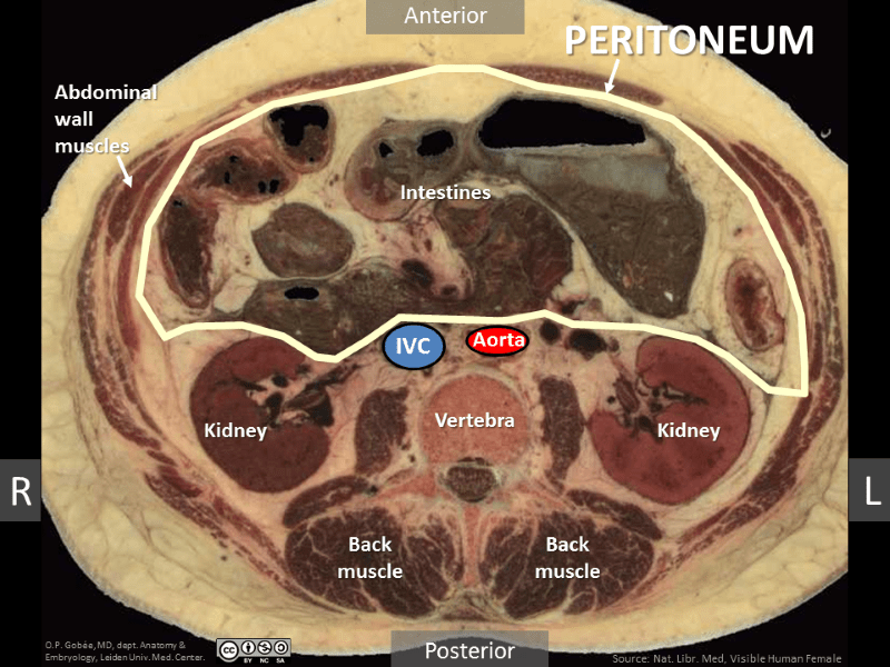 17. Peritônio – Anatomia & Fisioterapia