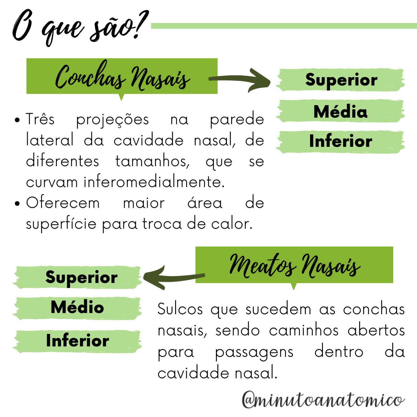 Minuto Anatômico #36: Conchas e meatos nasais – Anatomia & Fisioterapia