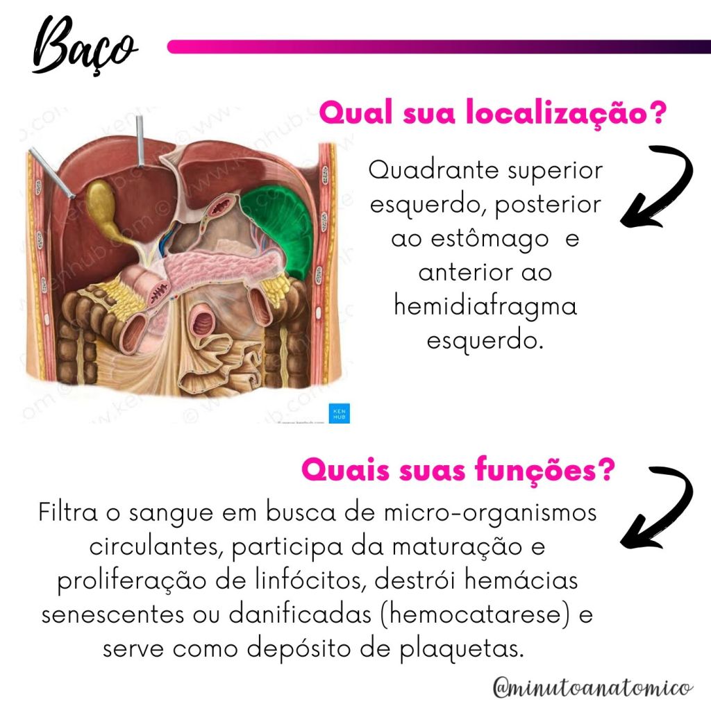 Anatomia Do Baco