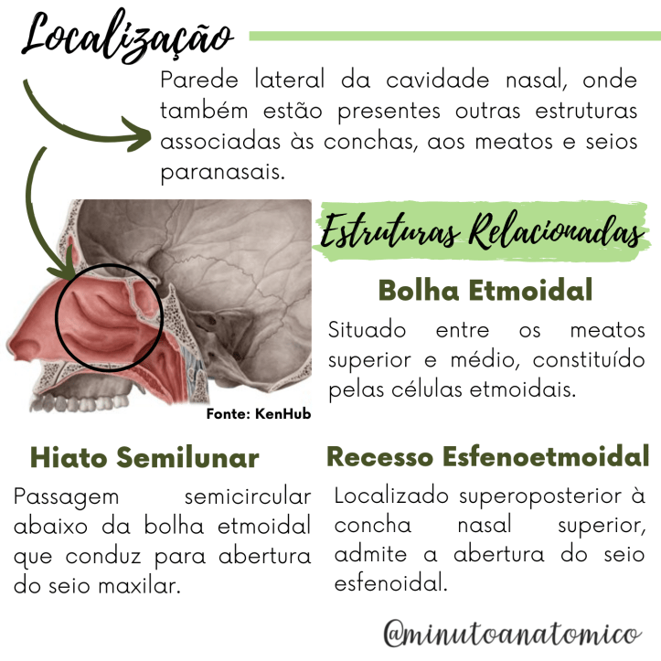 Minuto Anatômico #36: Conchas e meatos nasais – Anatomia & Fisioterapia