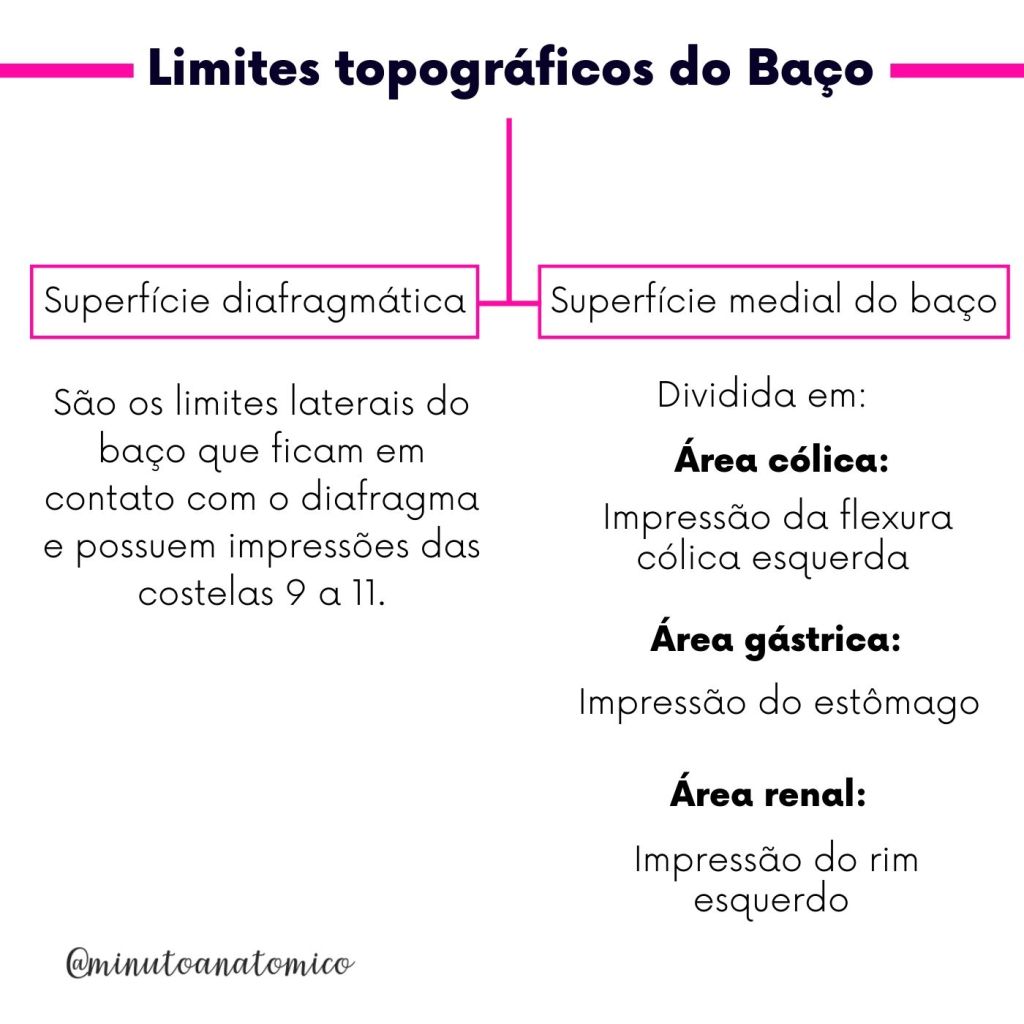 Esqueceram de mim #4: Baço – Anatomia & Fisioterapia