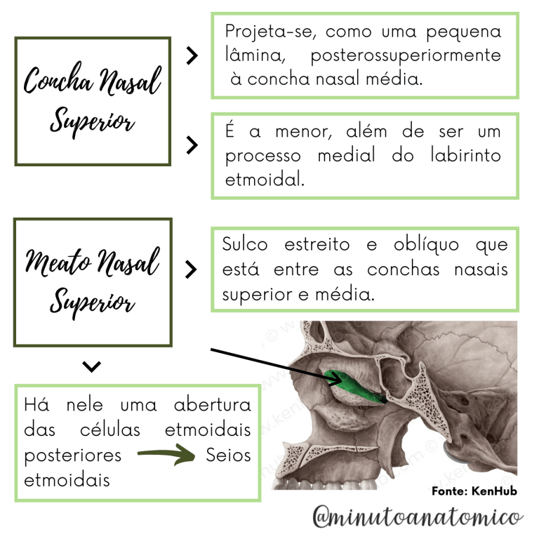 Minuto Anatômico #36: Conchas e meatos nasais – Anatomia & Fisioterapia