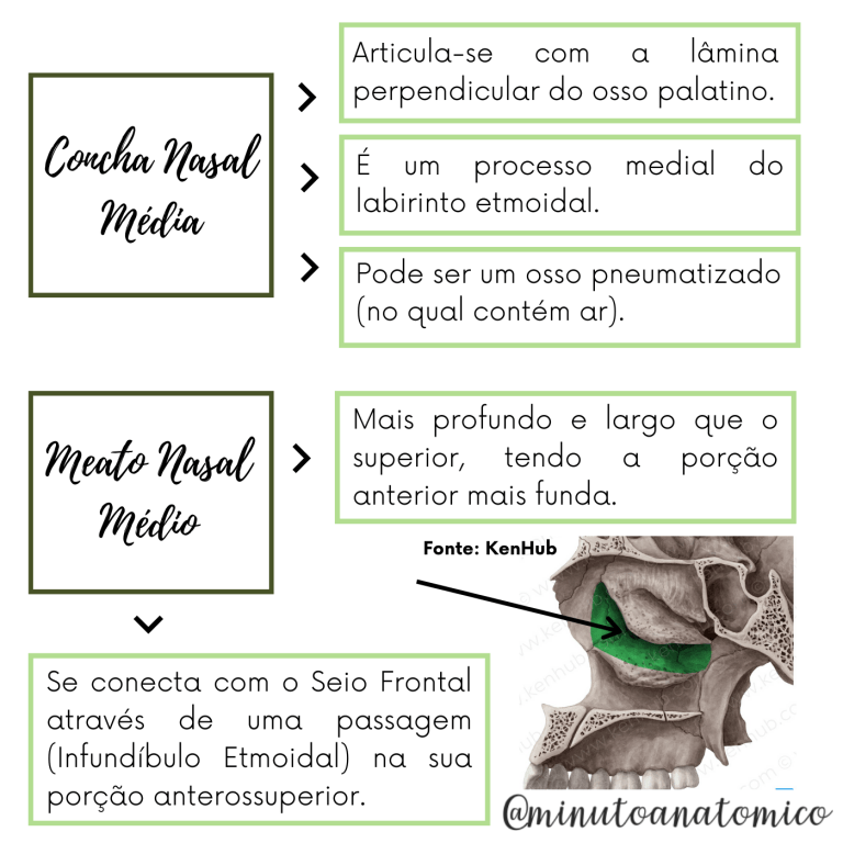 Minuto Anatômico #36: Conchas e meatos nasais – Anatomia & Fisioterapia