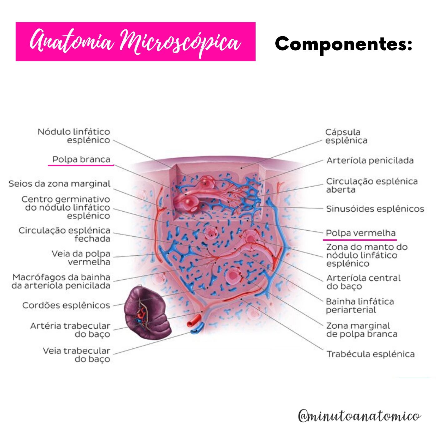 Esqueceram de mim #4: Baço – Anatomia & Fisioterapia
