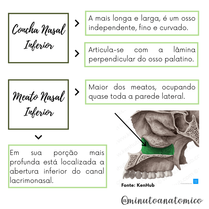 Minuto Anatômico #36: Conchas e meatos nasais – Anatomia & Fisioterapia