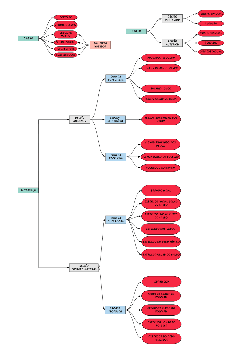 19. Músculos do membro superior – Anatomia & Fisioterapia
