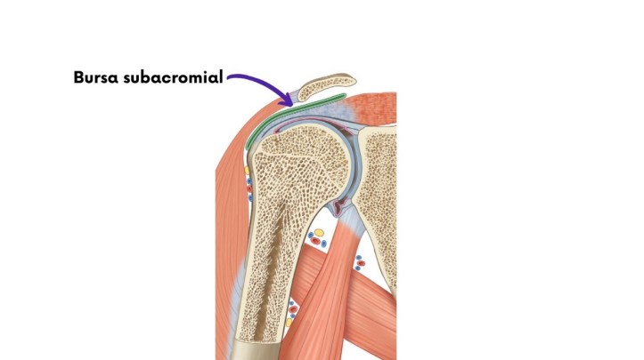 20. Classificação das articulações – Anatomia & Fisioterapia
