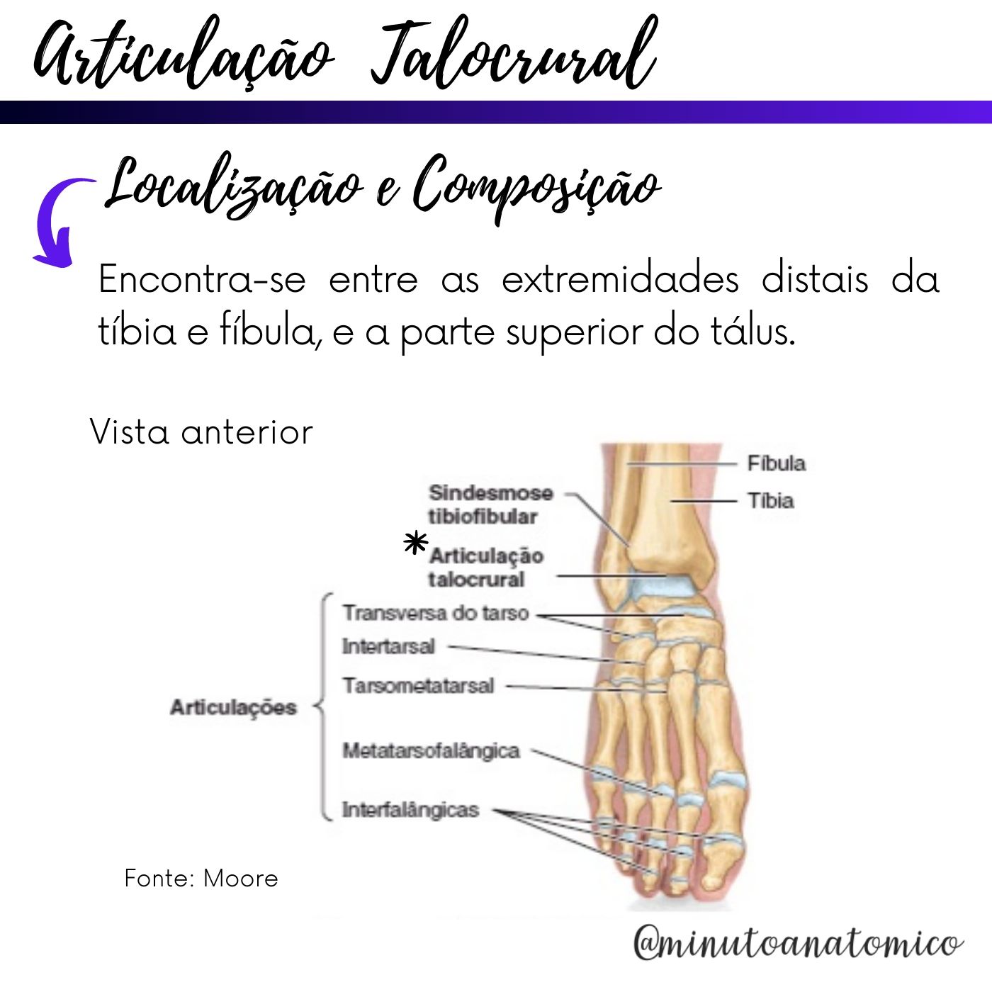 Minuto Anatômico #44: Articulação talocrural – Anatomia & Fisioterapia