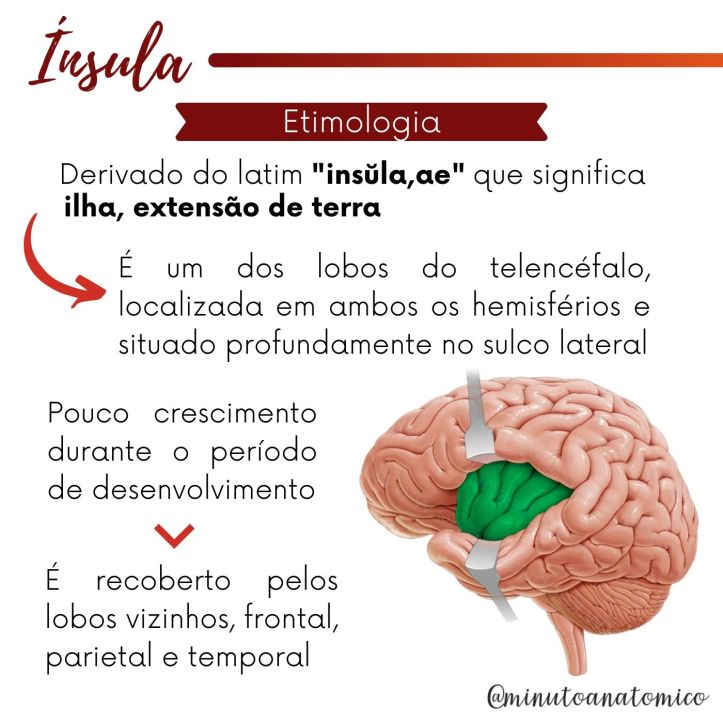 Minuto Anatômico #46: Ínsula – Anatomia & Fisioterapia